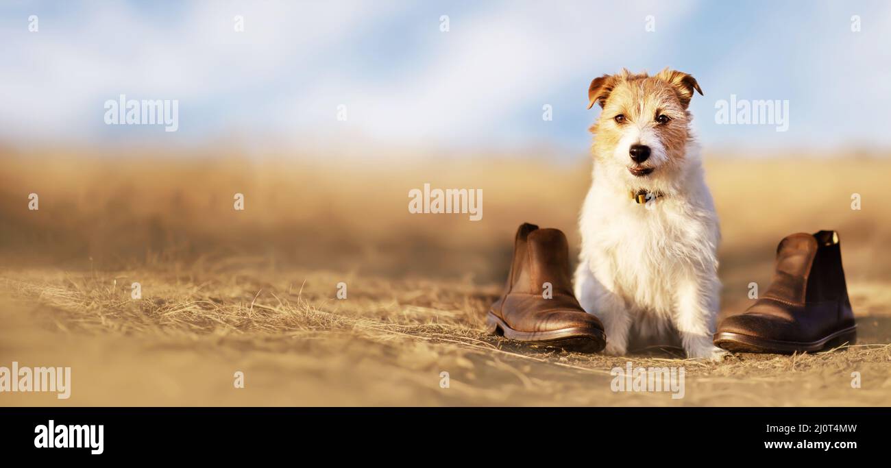 Obedient trained happy dog waiting in the grass with shoes. Puppy pet ...