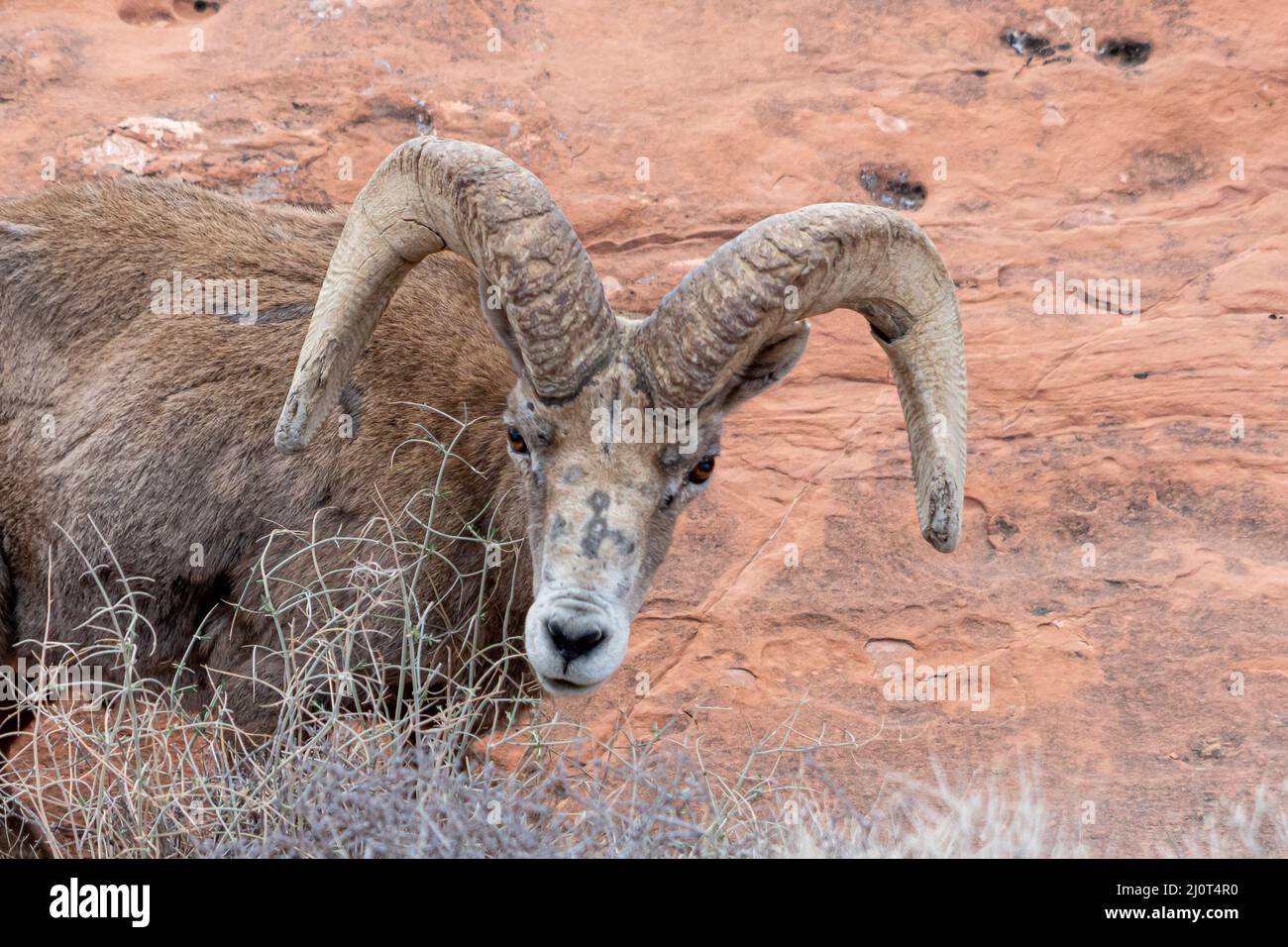 Argali horns hi-res stock photography and images - Alamy