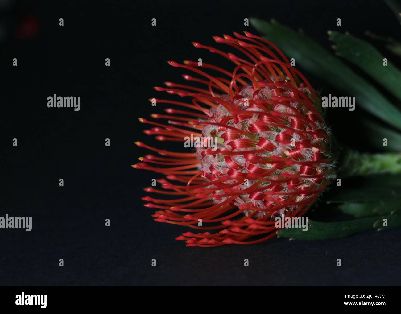 Red protea hi-res stock photography and images - Alamy