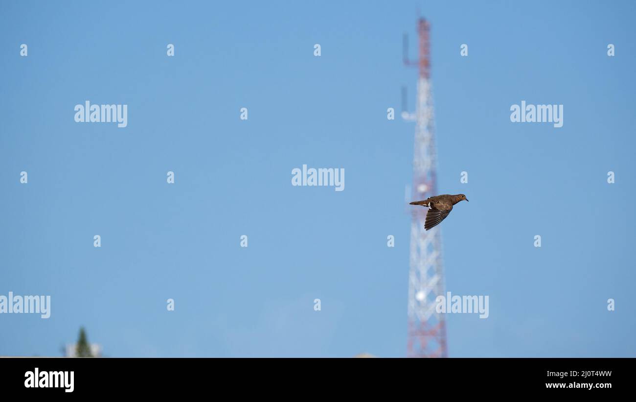 Woodcock in flight near a tower Stock Photo - Alamy