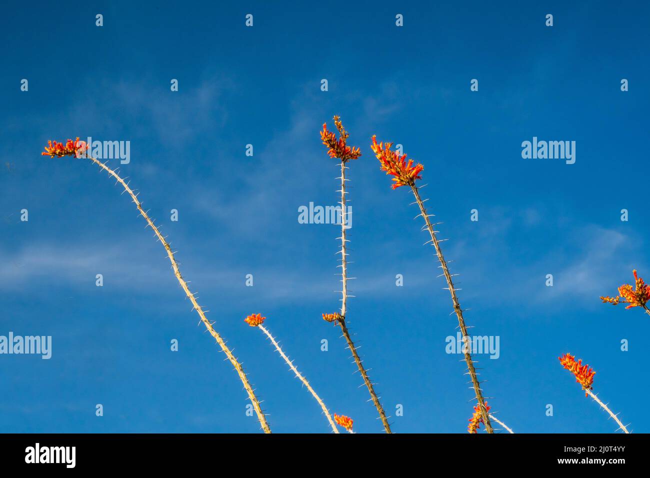 A spiny stems Ocotillo in Saguaro National Park, Arizona Stock Photo ...