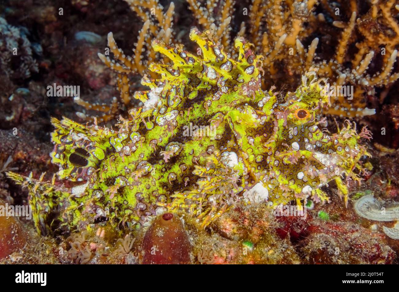 Weedy scorpionfish, Rhinopias frondosa, Alor, Nusa Tenggara, Indonesia ...