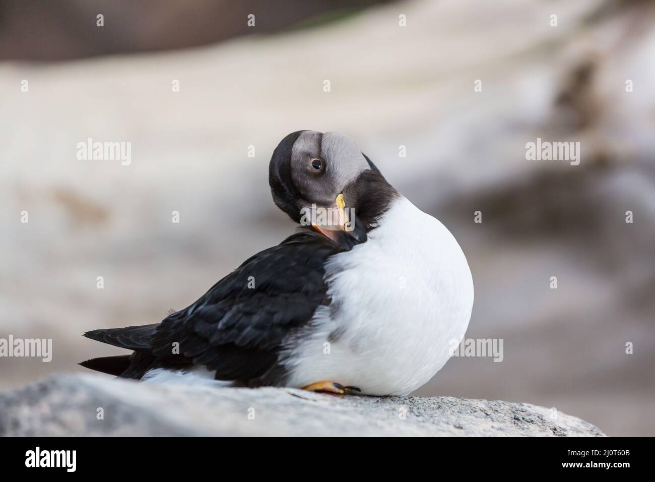 Puffin island ledge hi-res stock photography and images - Alamy