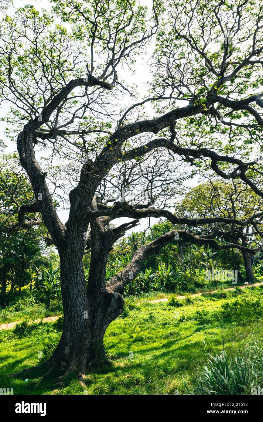Big trees and branches extend to shade in Sri lanka Stock Photo - Alamy