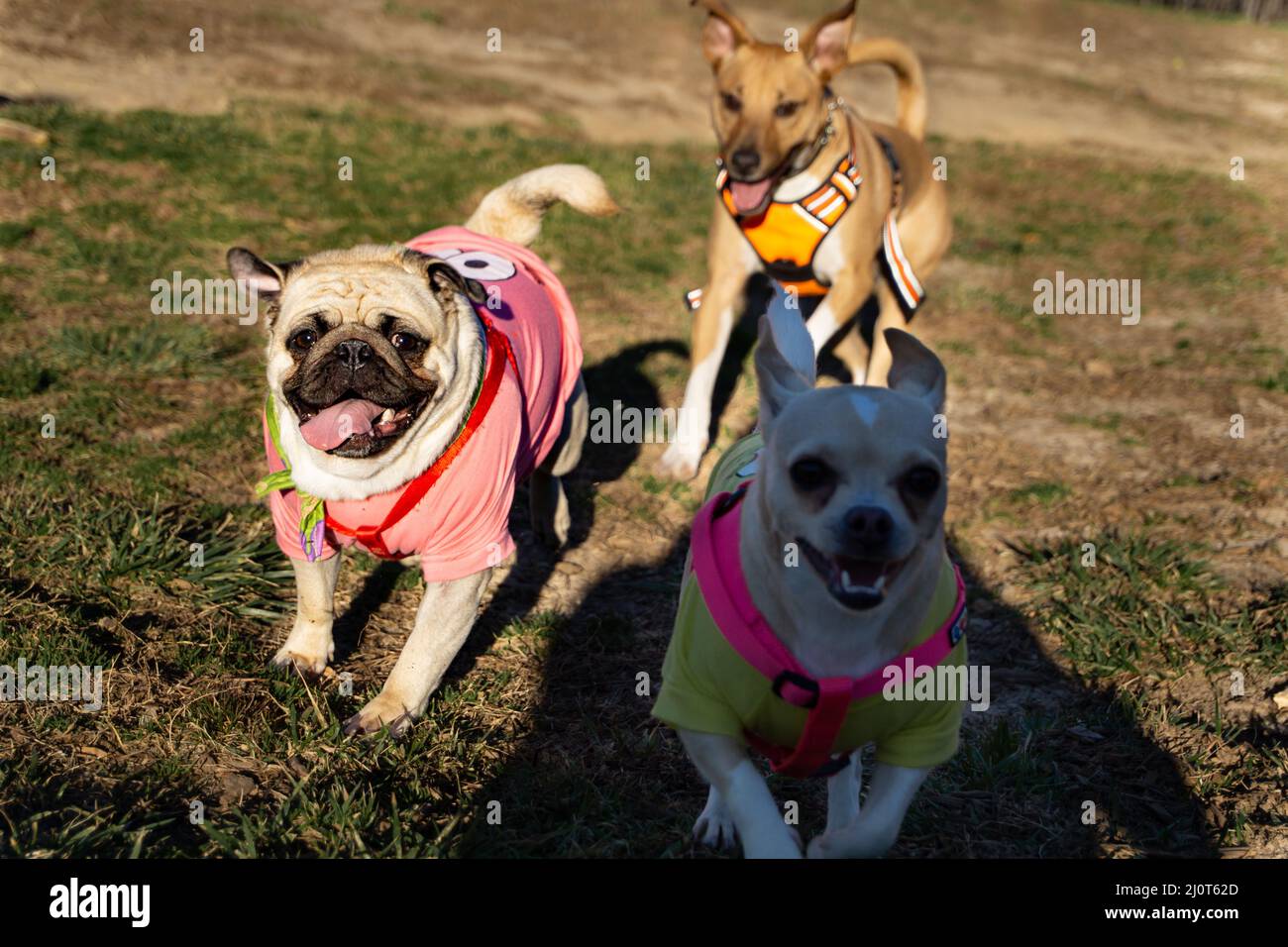 Three dogs running hi-res stock photography and images - Alamy