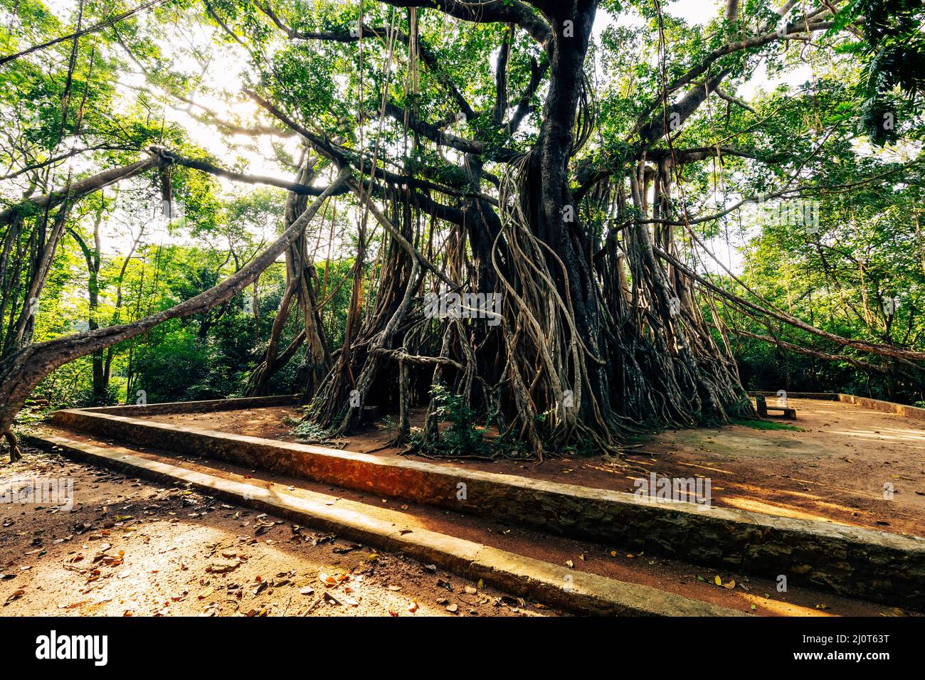 The Great Banyan is a banyan tree (Ficus benghalensis) located in Sri ...
