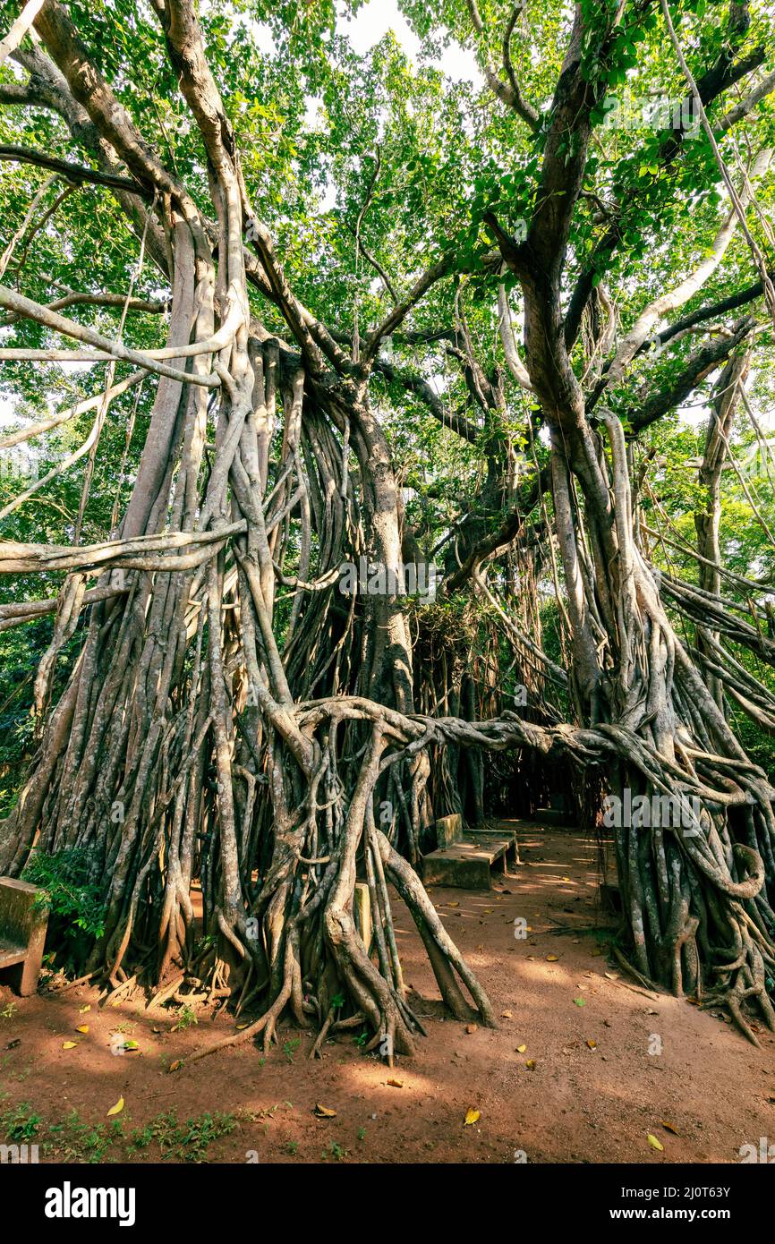 The Great Banyan is a banyan tree (Ficus benghalensis) located in Sri ...