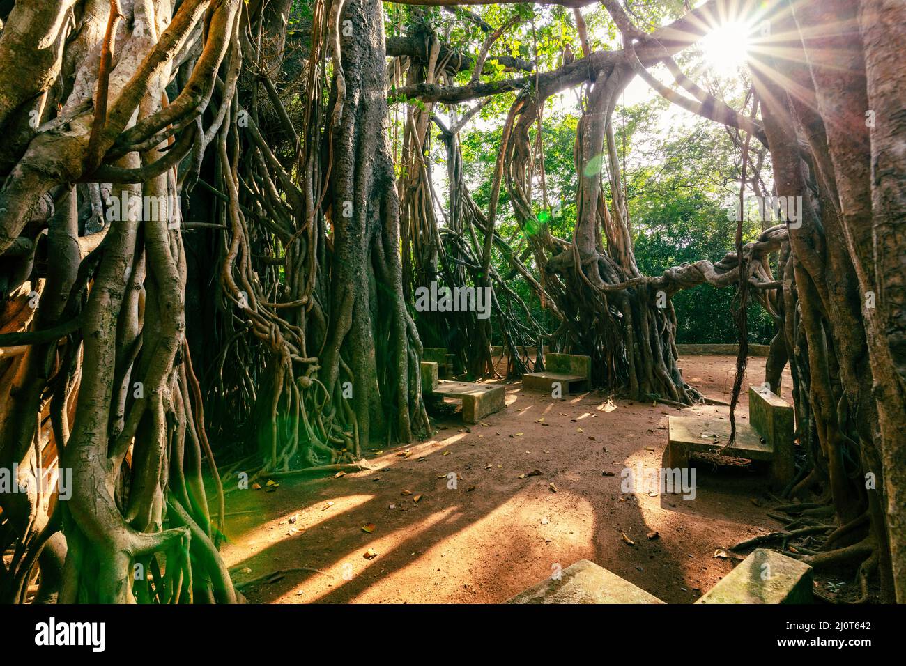 The Great Banyan is a banyan tree (Ficus benghalensis) located in Sri ...