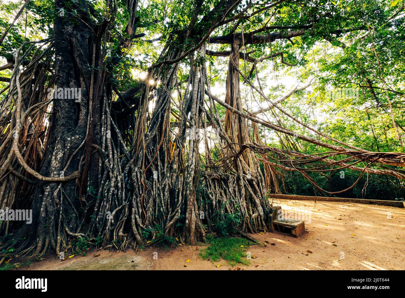 The Great Banyan is a banyan tree (Ficus benghalensis) located in Sri ...