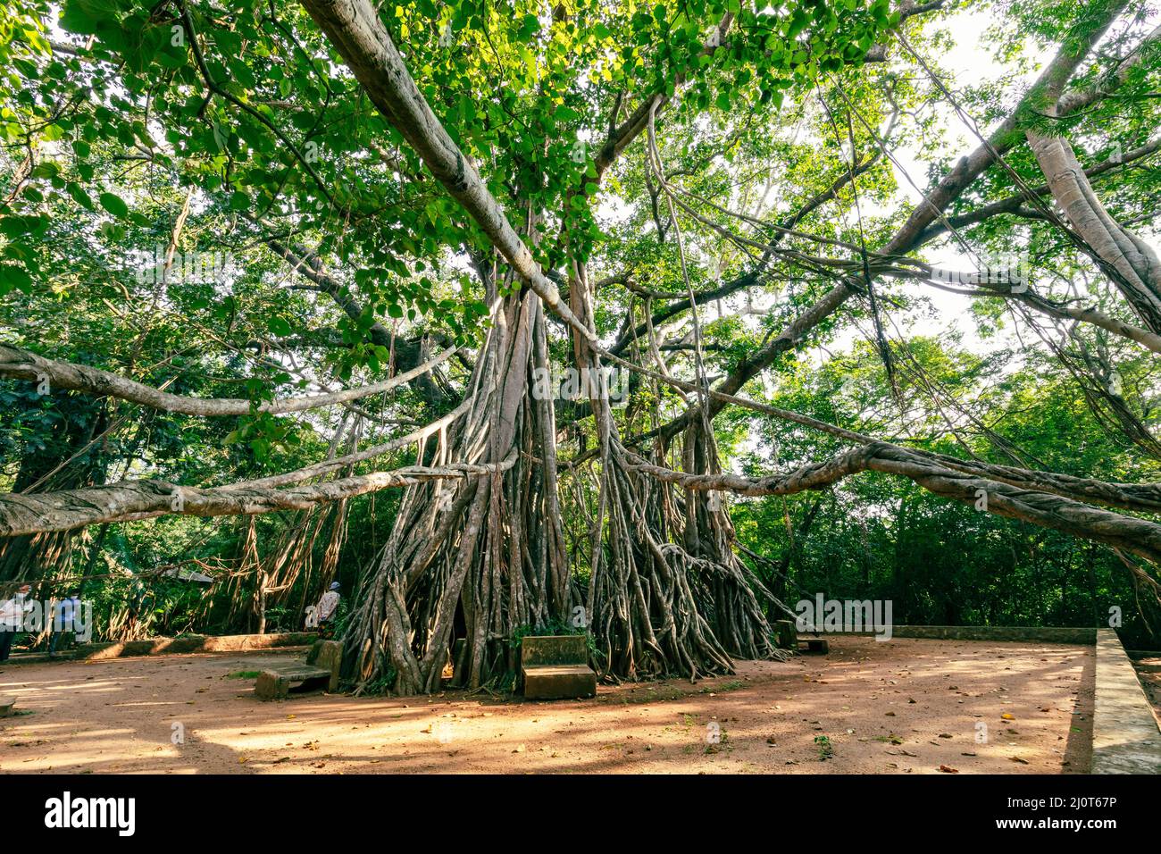 The Great Banyan is a banyan tree (Ficus benghalensis) located in Sri ...