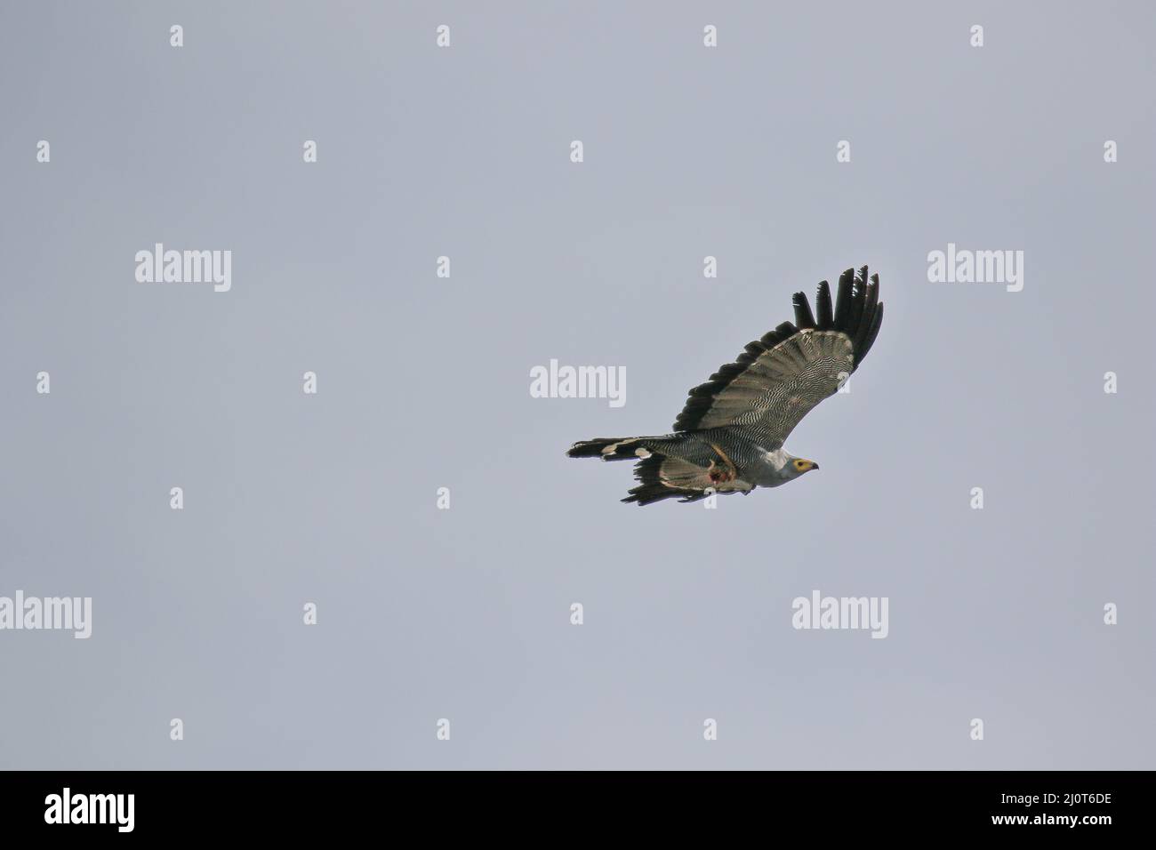 Hawk flying over prey hi-res stock photography and images - Alamy