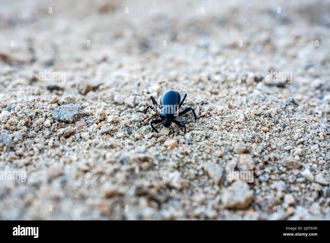 Black Beetle Hunts For Food On Sandy Trail in Joshua Tree National Park ...