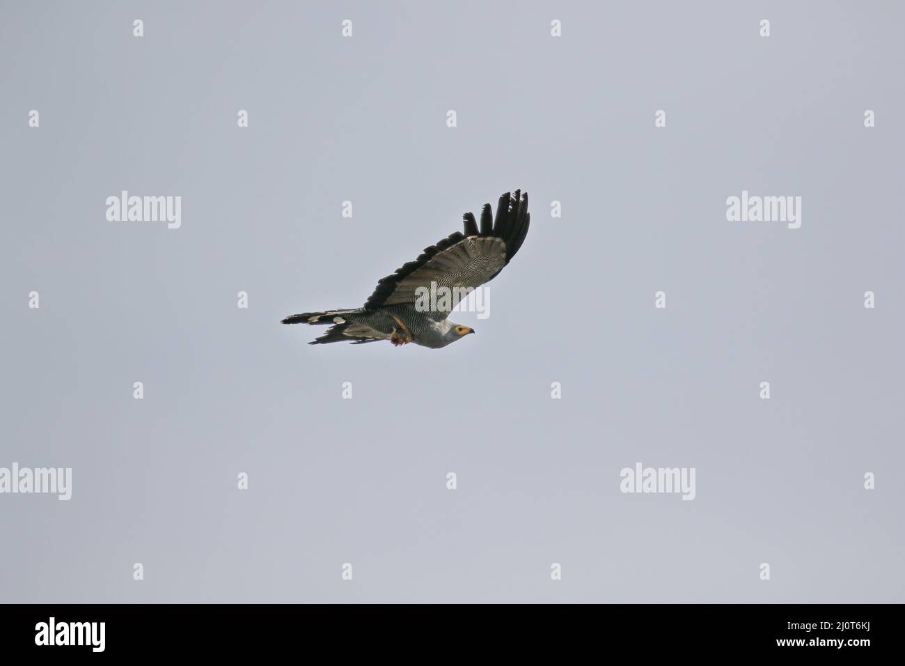 African Harrier Hawk flying over the Kruger National Park Stock Photo ...