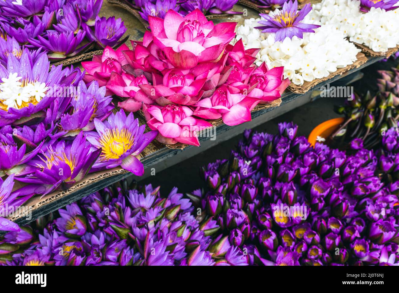 Offering flowers. People bring flowers to the Temple. Kandy, Sri Lanka ...