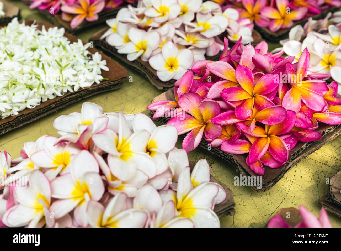 Offering flowers. People bring flowers to the Temple. Kandy, Sri Lanka ...