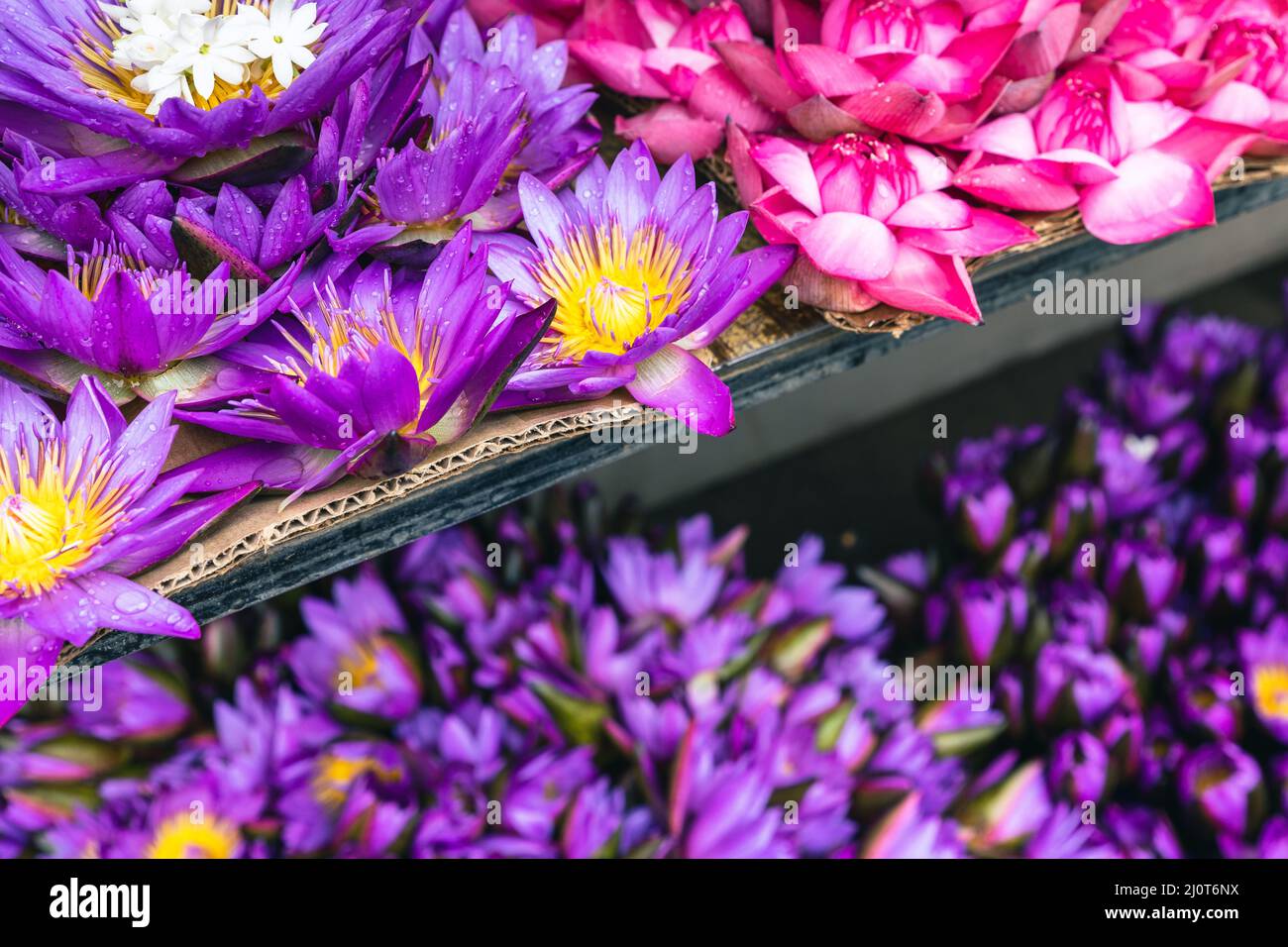 Offering flowers. People bring flowers to the Temple. Kandy, Sri Lanka ...