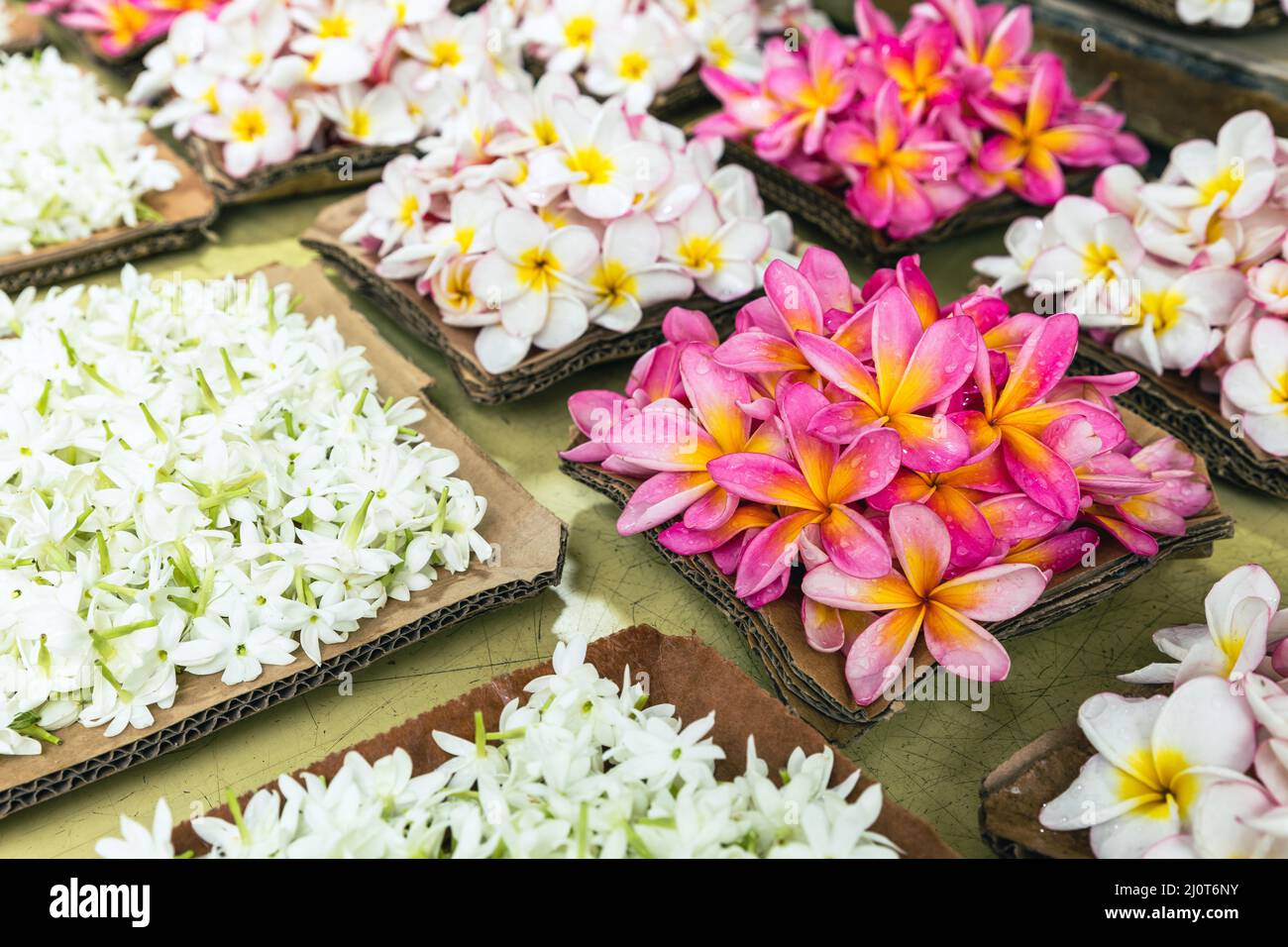 Offering flowers. People bring flowers to the Temple. Kandy, Sri Lanka ...