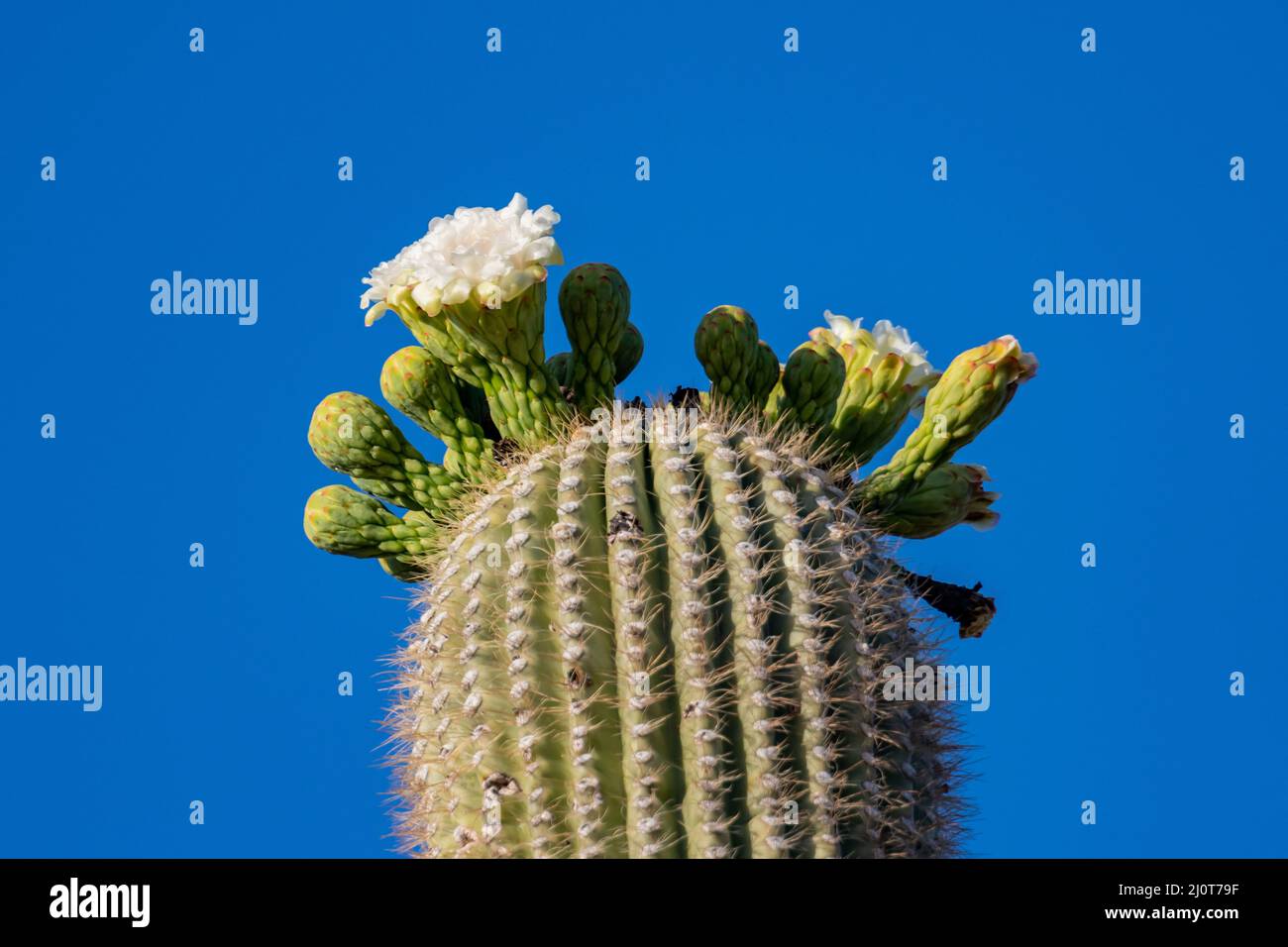 Small flowering saguaro cactus hi-res stock photography and images - Alamy
