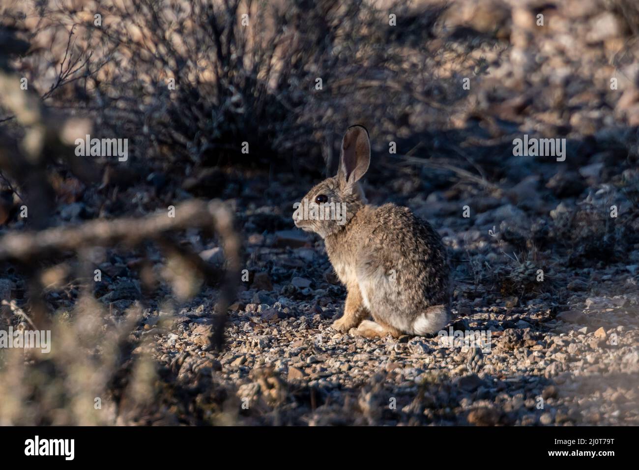 A Mountain Cottontail in Saguaro National Park, Arizona Stock Photo - Alamy