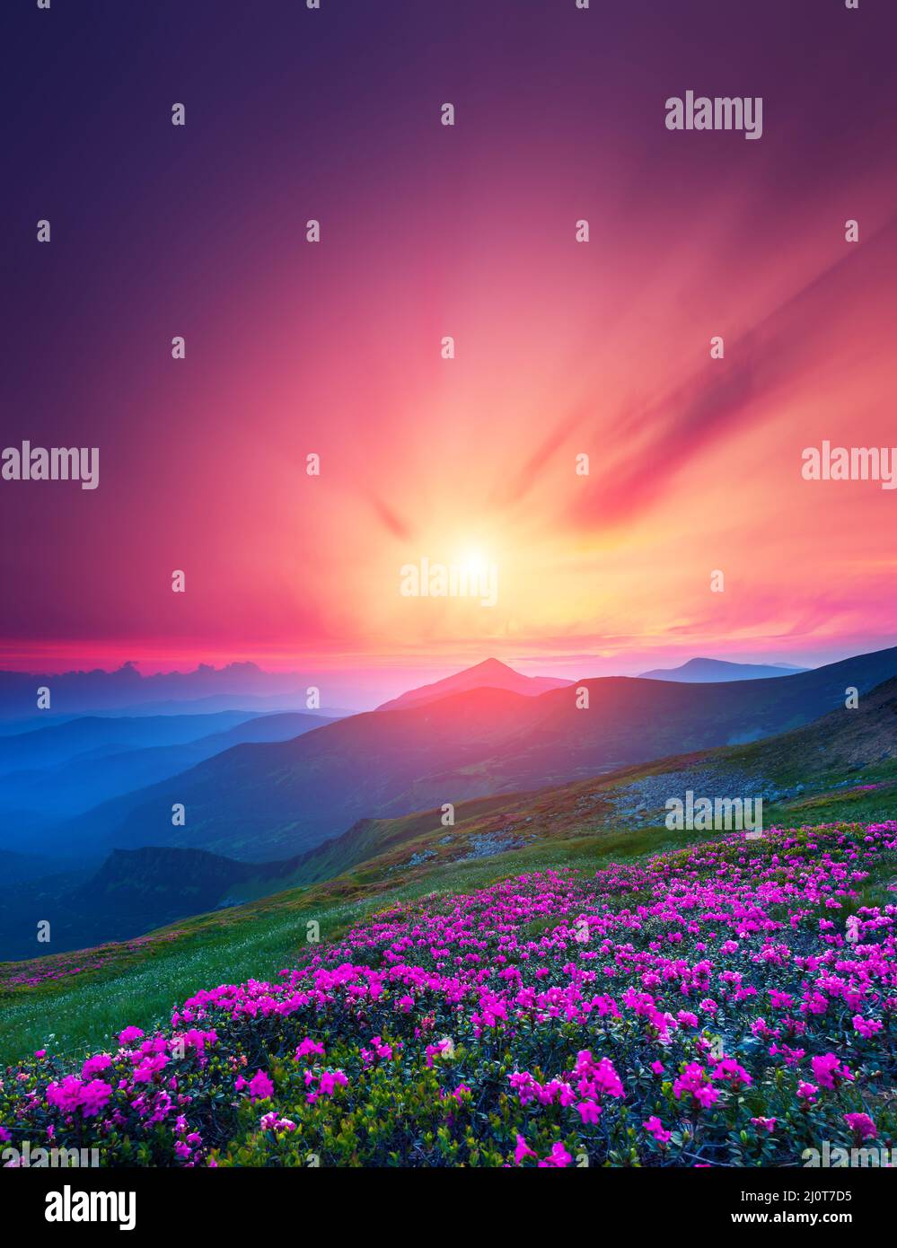 Magic pink rhododendron flowers on summer mountain. Dramatic scenery ...