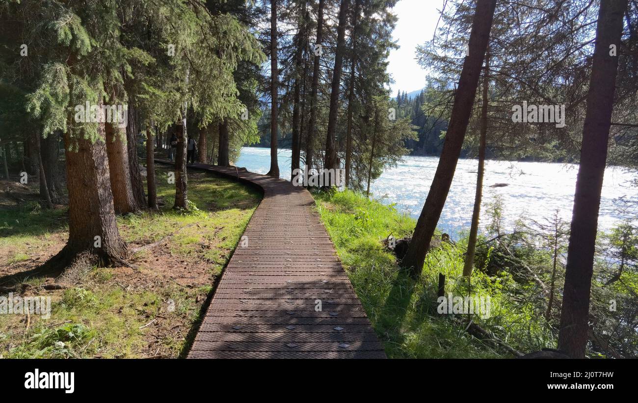 Closeup of a long path in a forest near the lake on a sunny day Stock ...