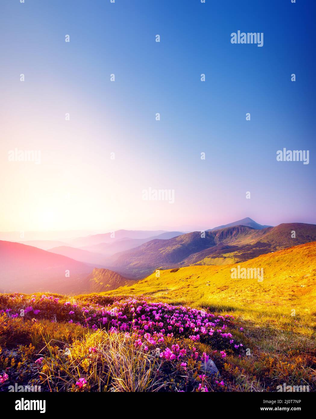 Magic pink rhododendron flowers on summer mountain. Dramatic scenery ...