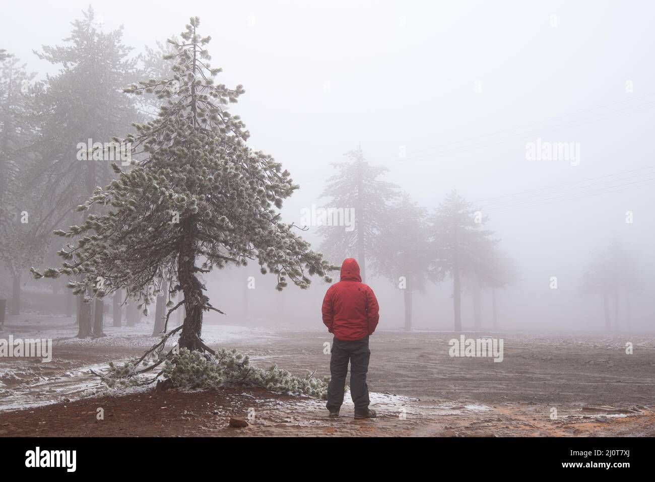 Person in worm clothing trekking in the forest in winter. Snow storm ...
