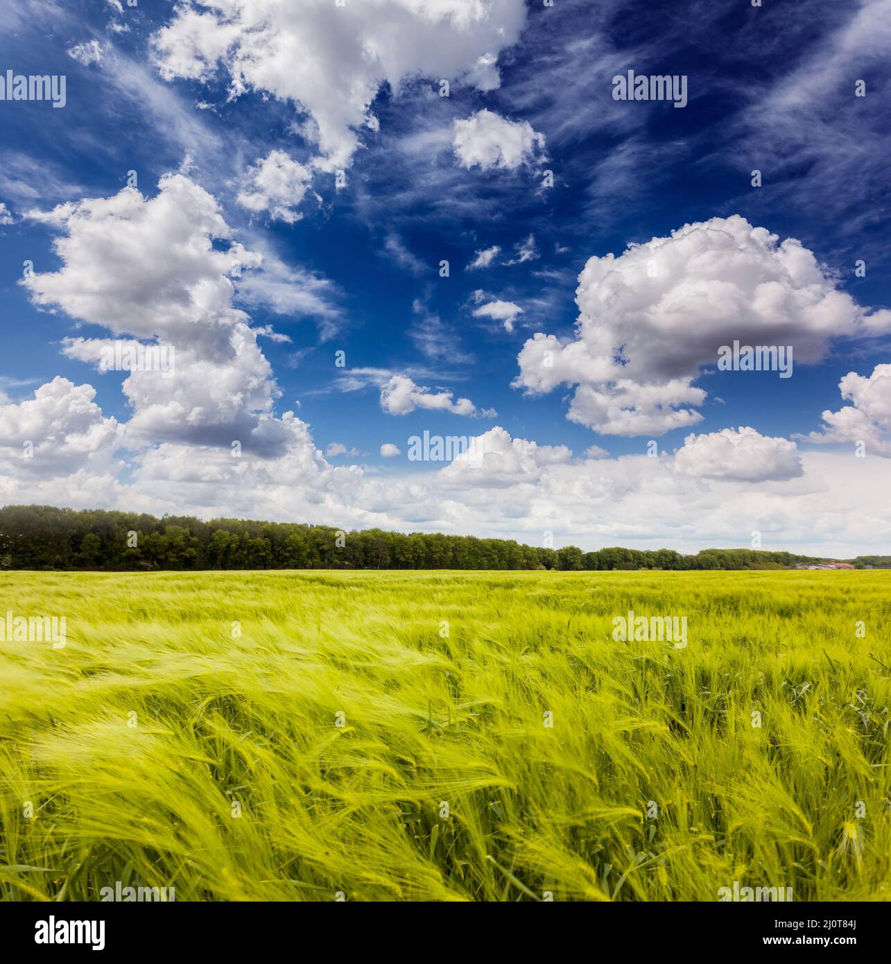 Beautiful sunny day in the field with blue sky. Overcast sky. Ukraine ...