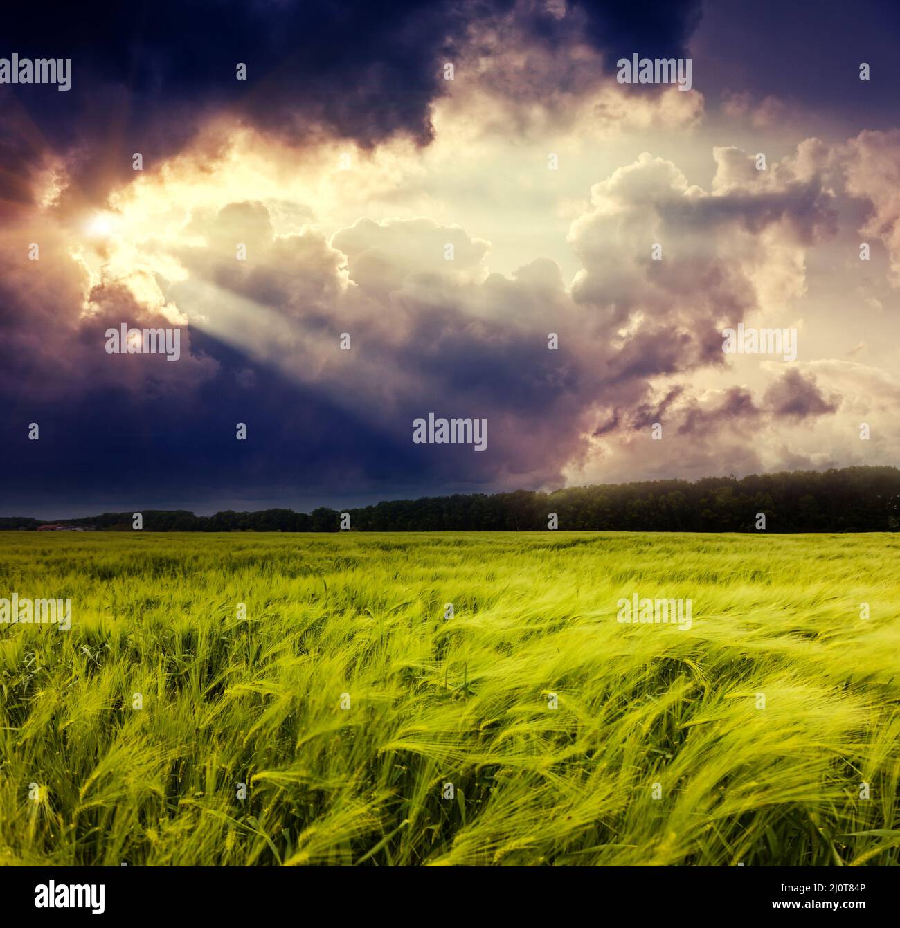 Fantastic field at the dramatic overcast sky. Dark ominous clouds ...