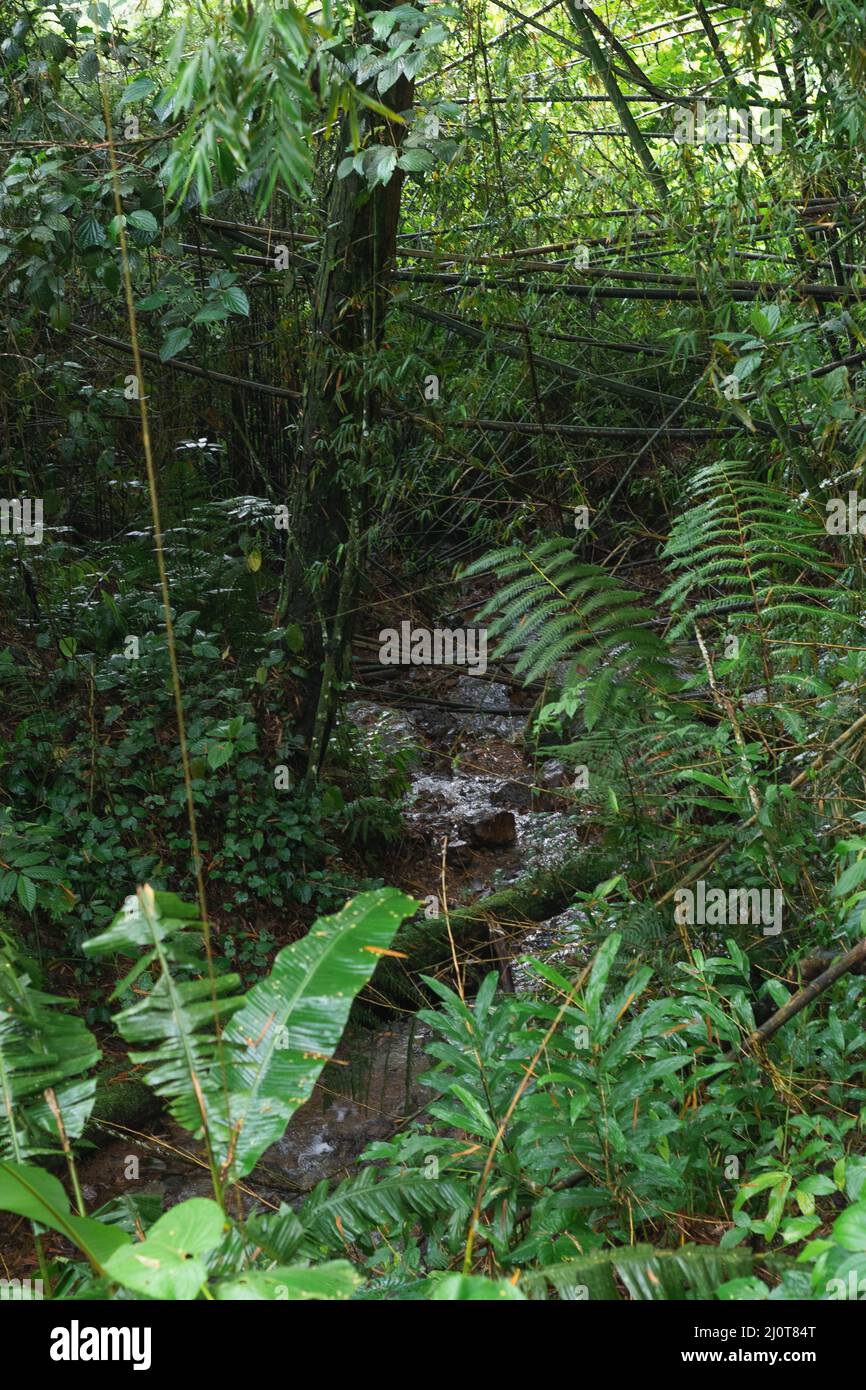 small stream in the middle of the colombian jungle, water from a spring ...