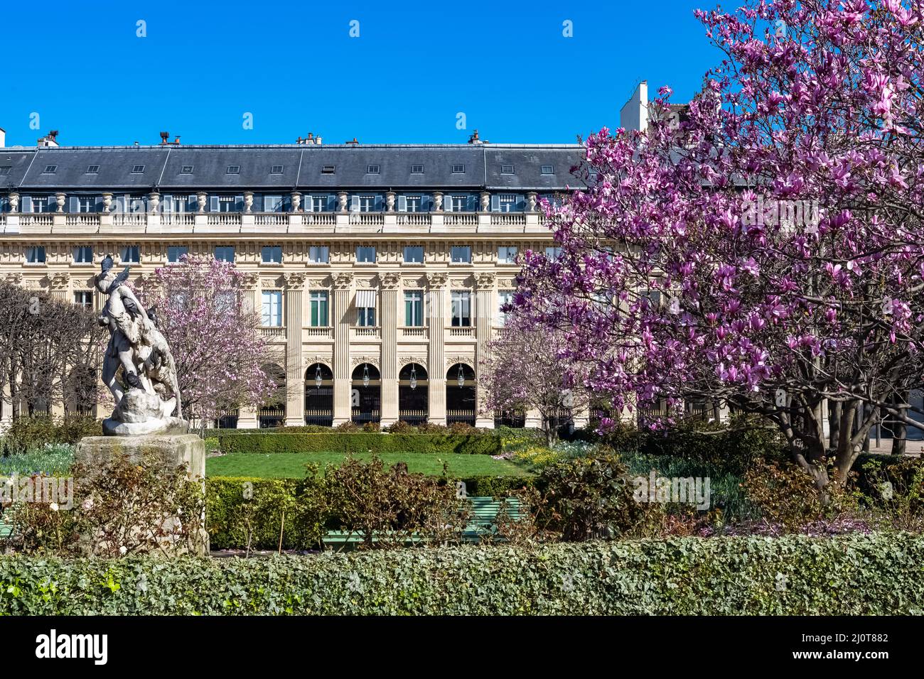 Paris, the Palais-Royal, the pink magnolias in bloom in the garden ...