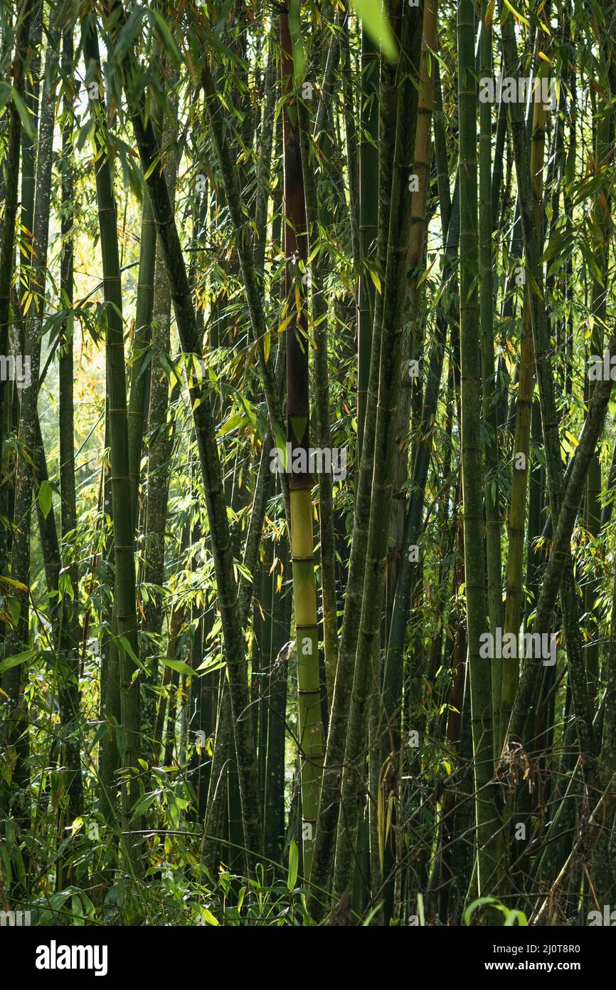 bamboo forest (Bambusoideae, Bambuseae) located in the colombian ...