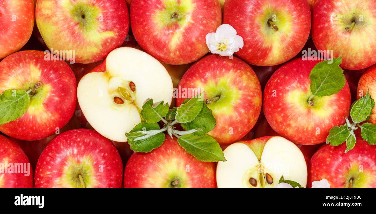 Apples fruits red apple fruit with flowers and leaves from above ...