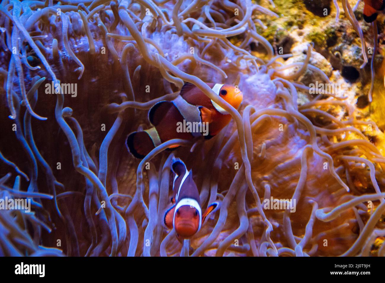 Closeup of ocean fish swimming in the clear water of an aquarium Stock ...