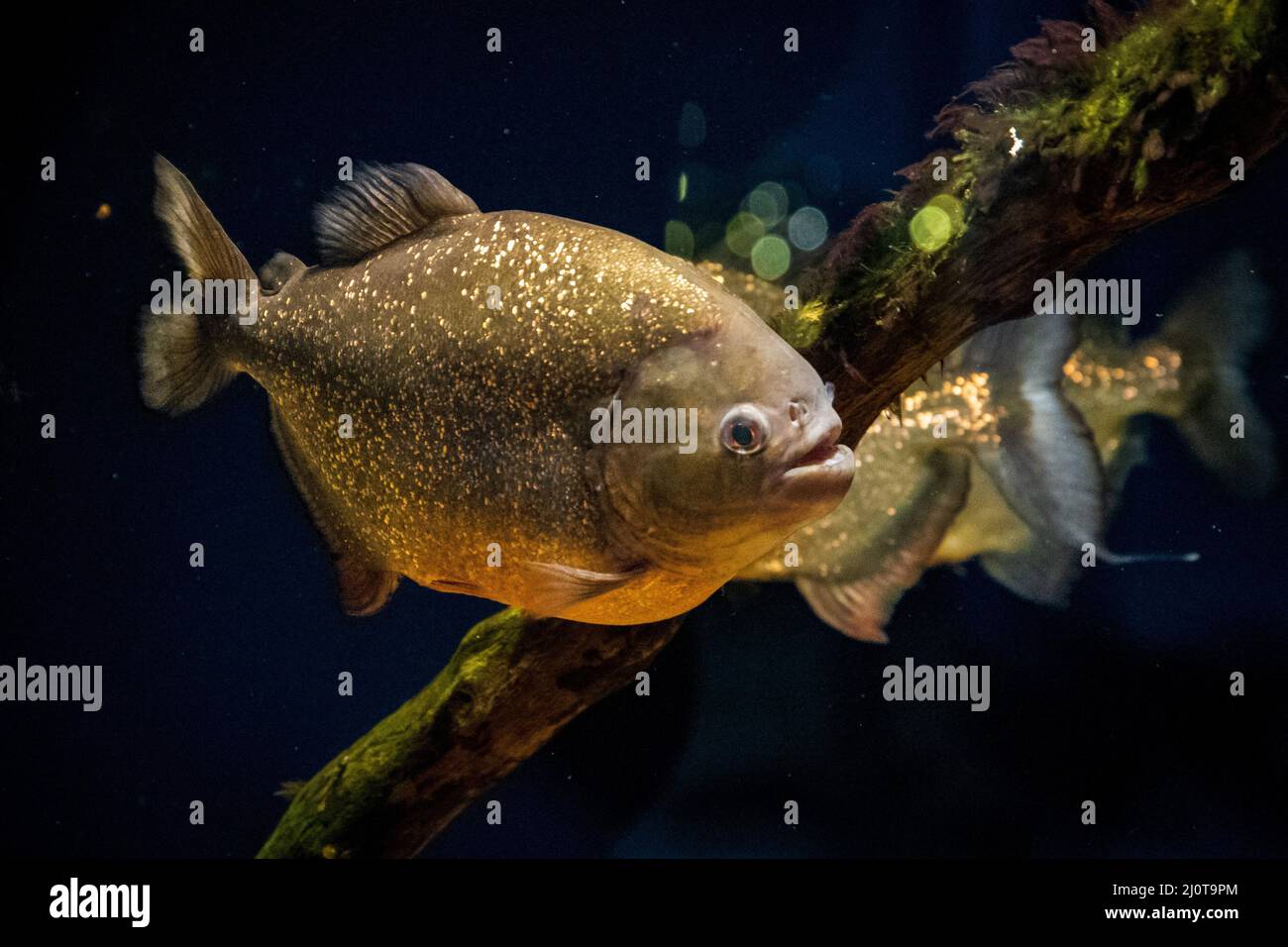 Closeup of an ocean fish swimming in the clear water of an aquarium ...