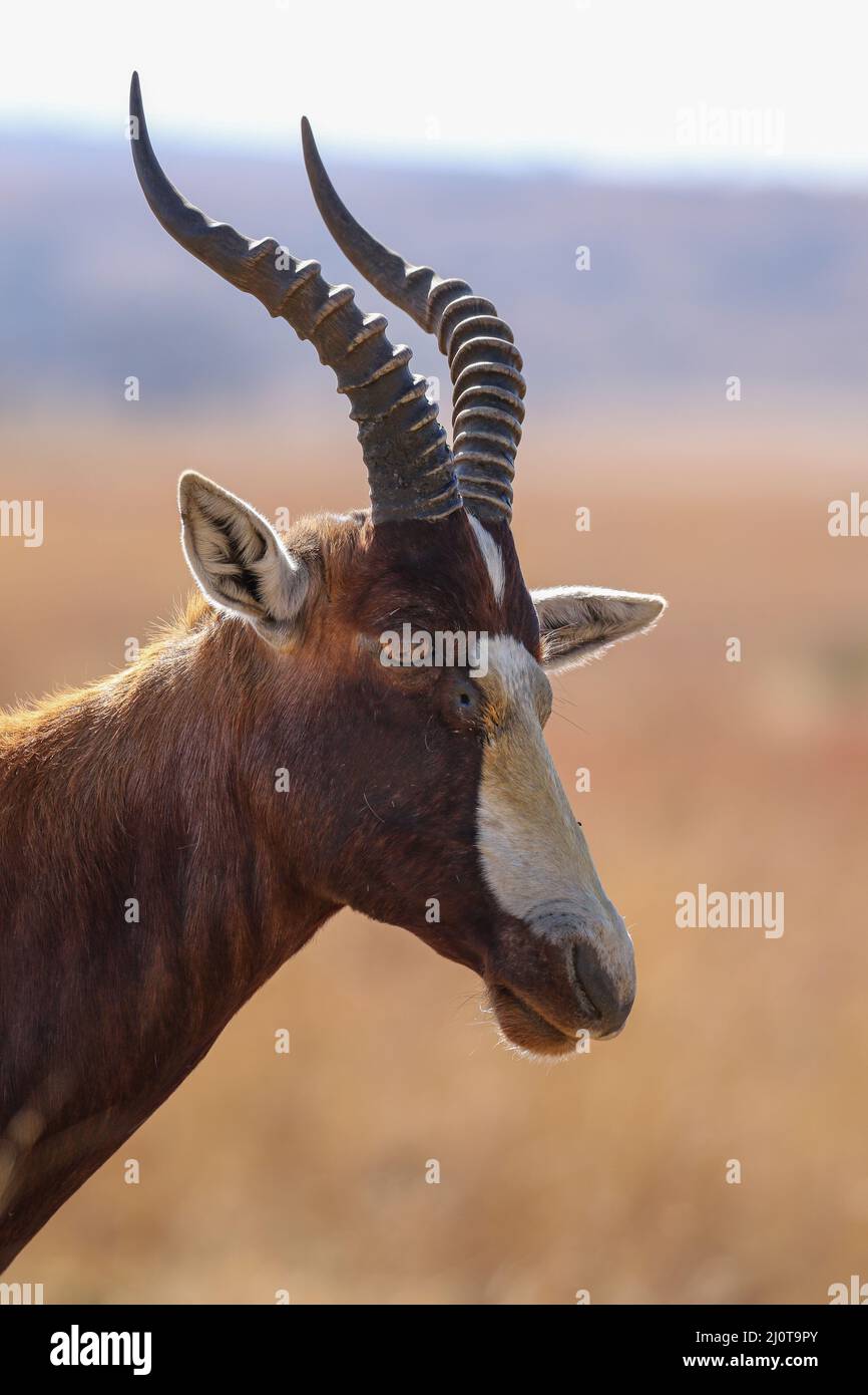 Blesbok antelope wildlife africa hi-res stock photography and images ...