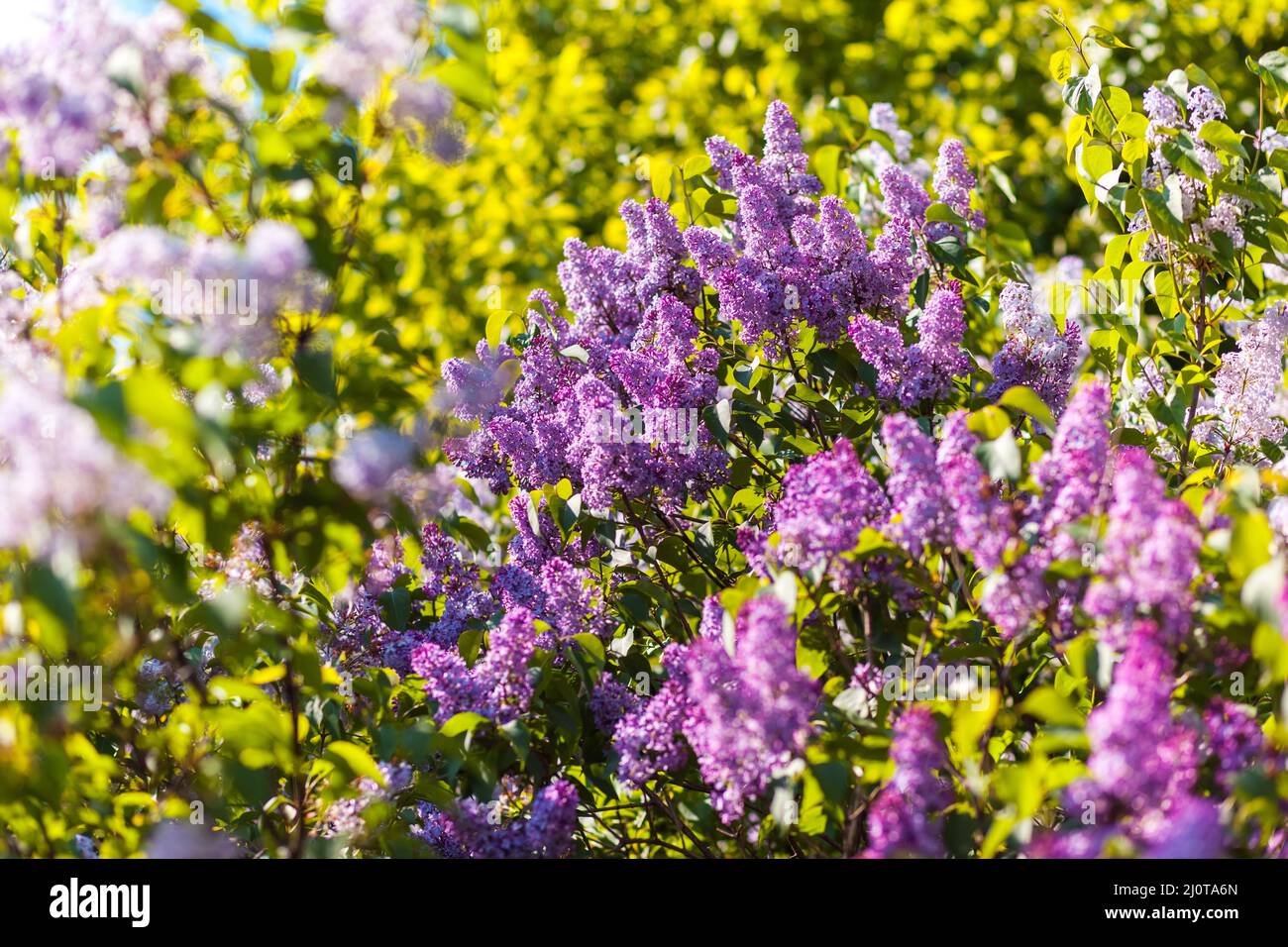 Close-up beautiful lilac flowers with the leaves. Beauty world Stock ...