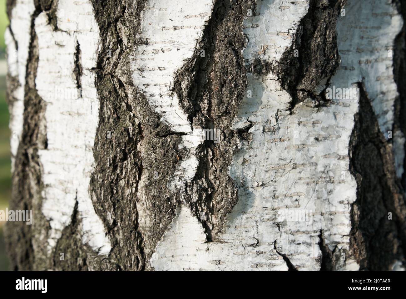 Rough and smooth bark hi-res stock photography and images - Alamy