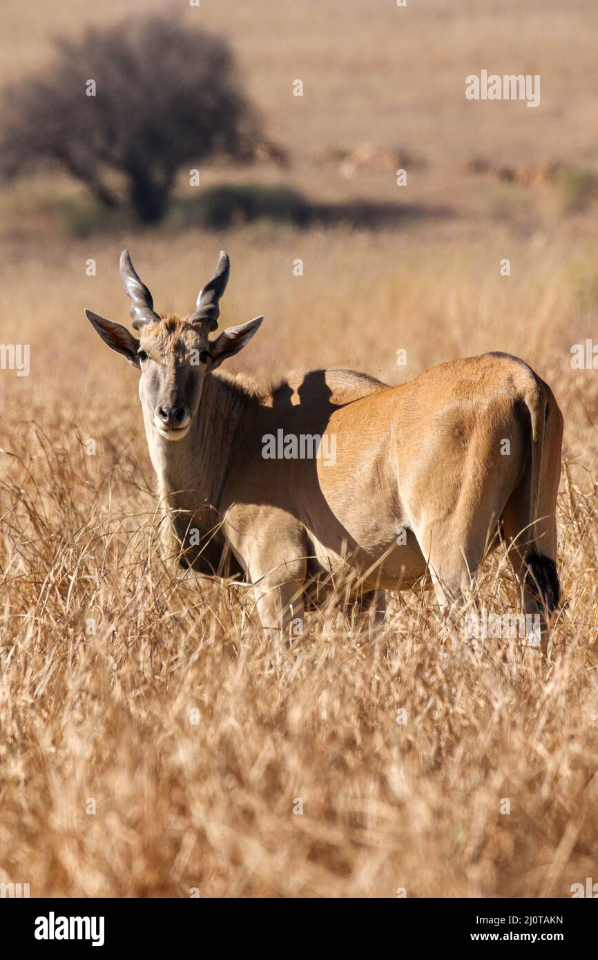 Eland Bull, Kruger National Park Stock Photo - Alamy