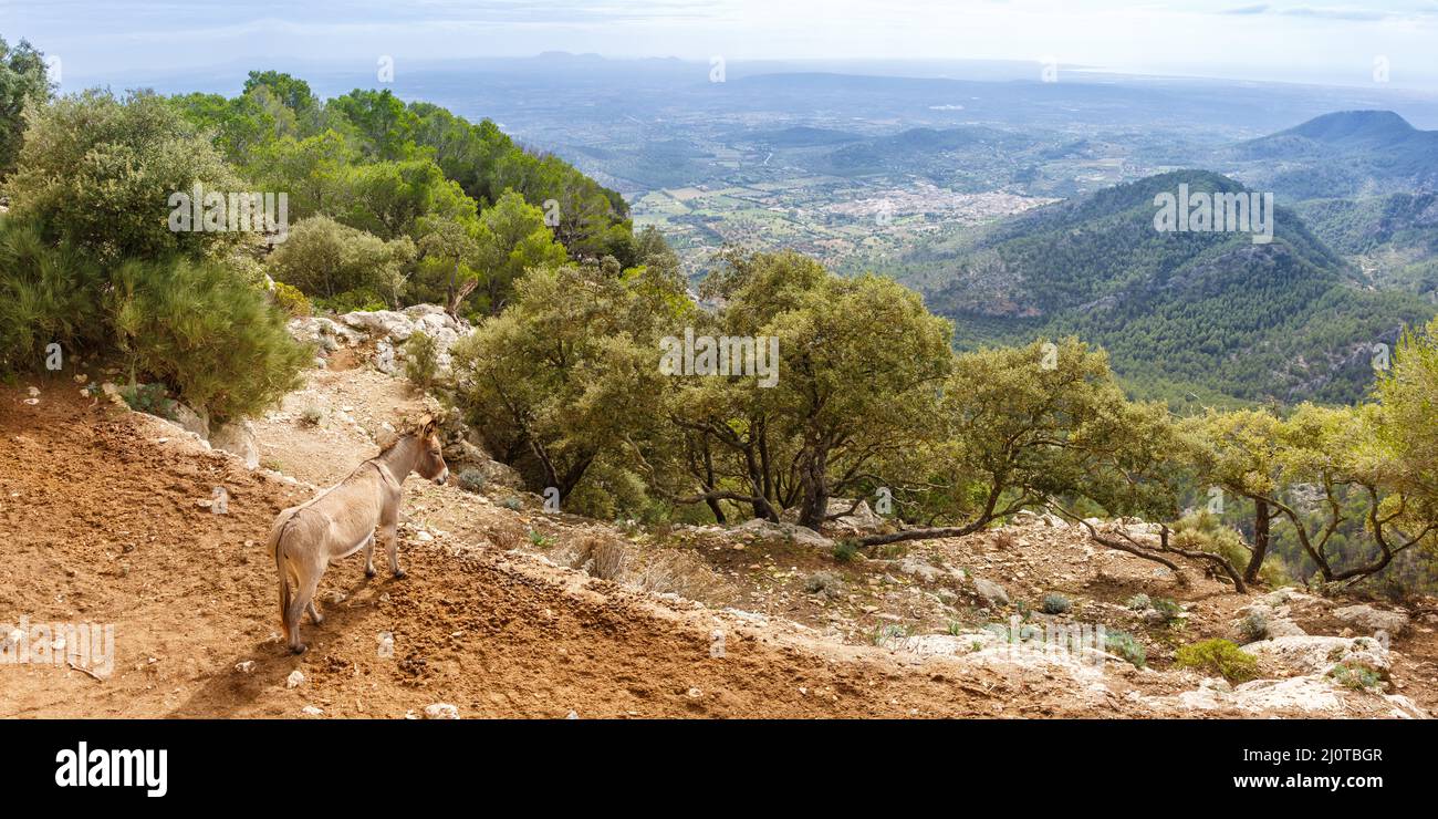 Donkey with landscape on Majorca at the castle Castell d'Alaro vacation ...