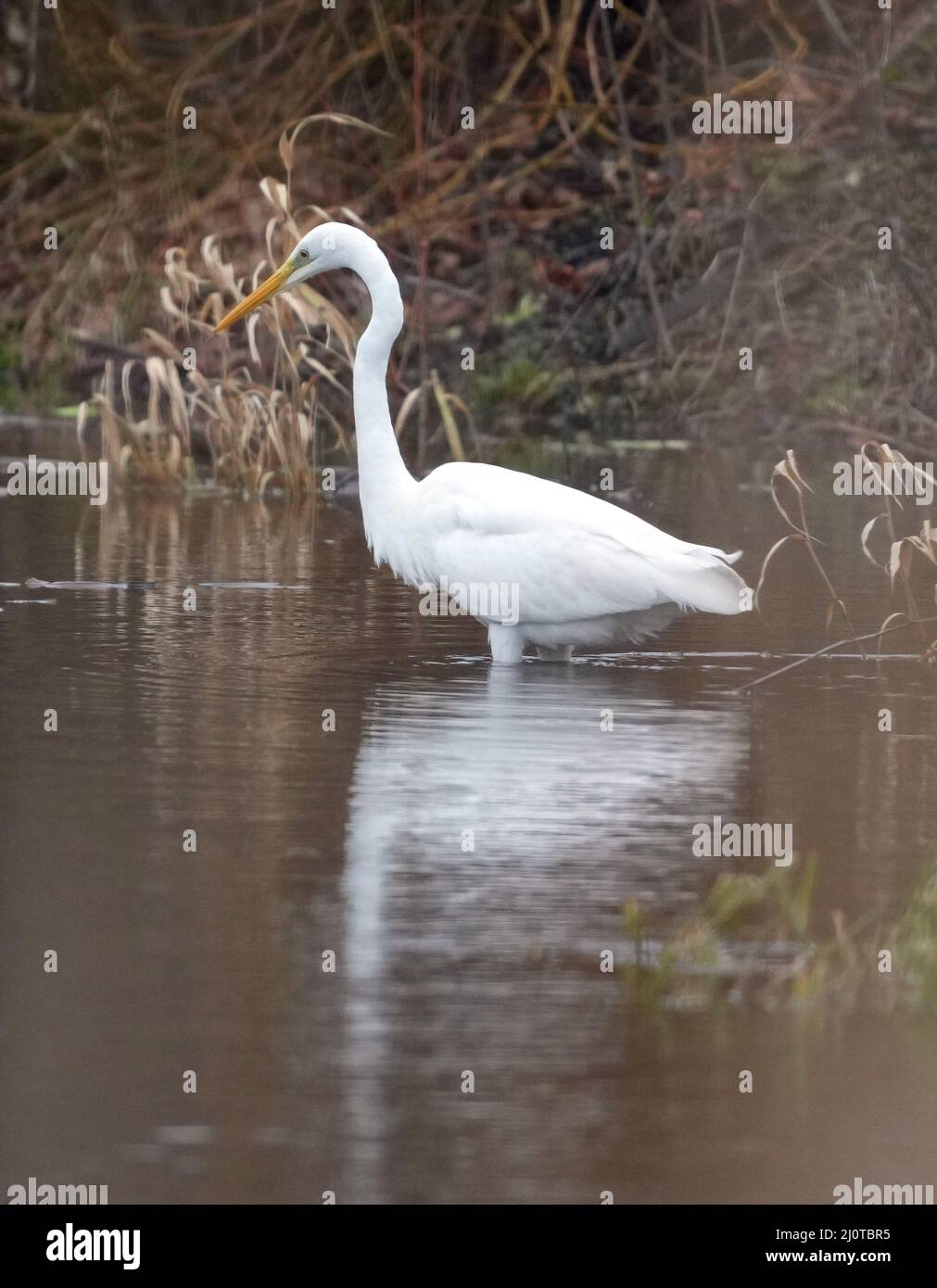Oranienburg, Germany. 02nd Feb, 2022. A Great White Egret (Ardea alba ...