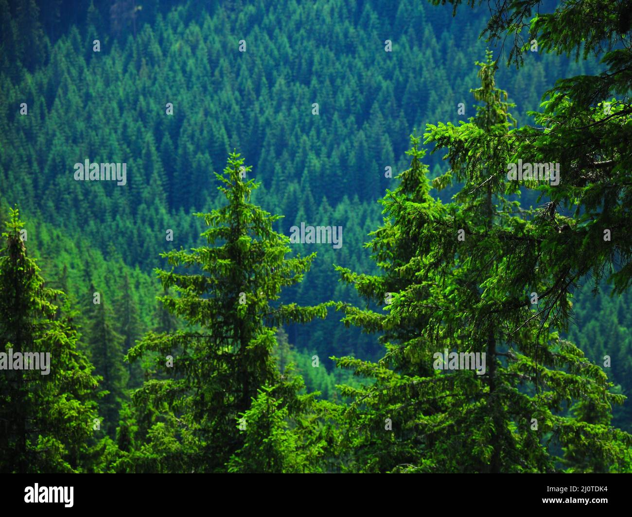 Carpathia tree hi-res stock photography and images - Alamy