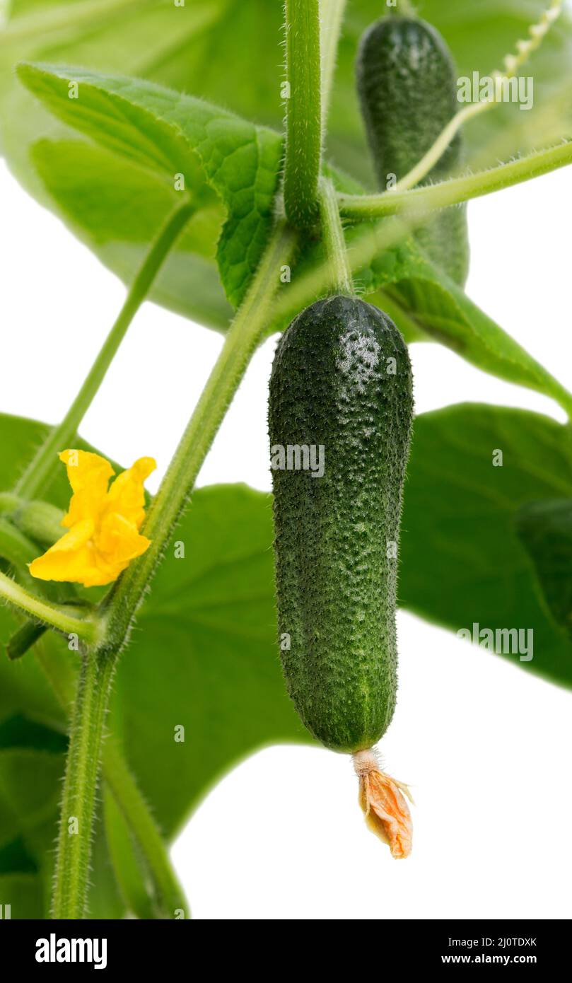 Cucumber plant. Cucumber with leafs and flowers isolated on white ...