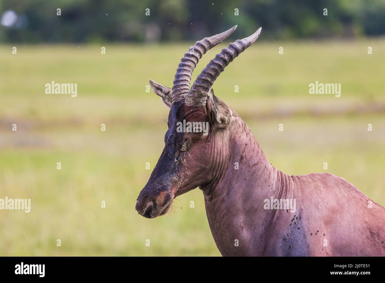 East african roan antelope hi-res stock photography and images - Alamy