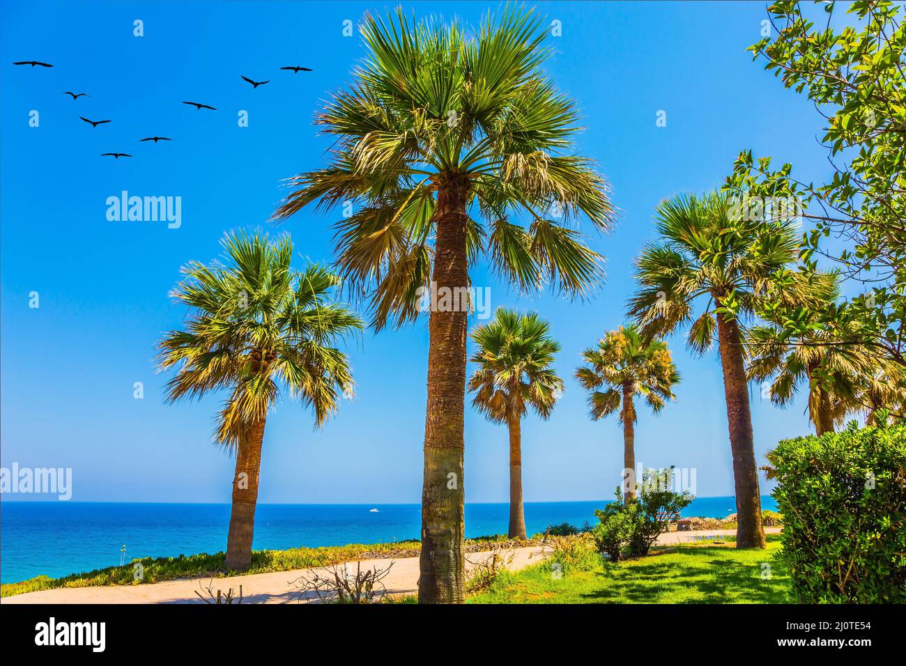 Slender palm trees along the sea coast Stock Photo - Alamy