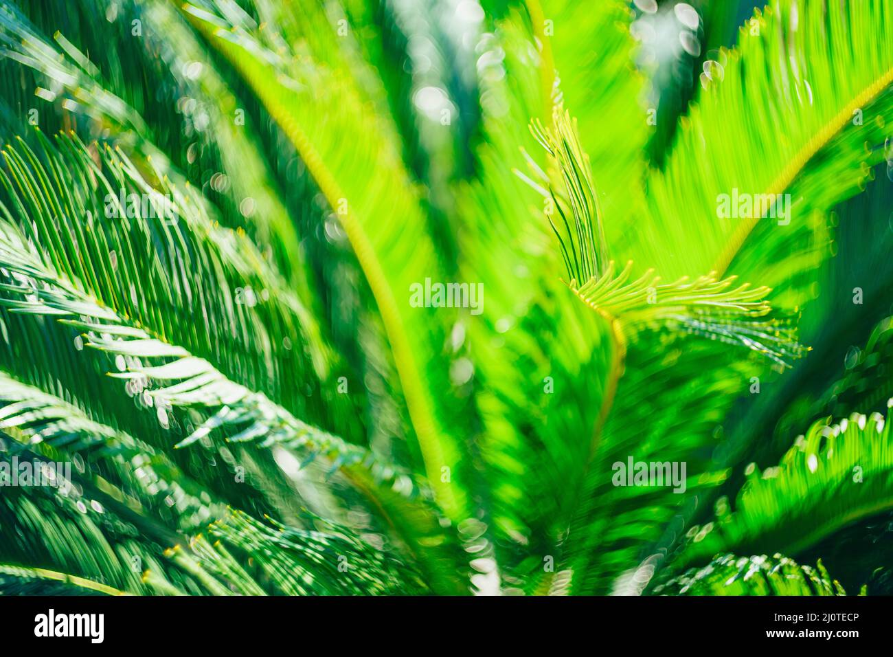 Sun on leaf hi-res stock photography and images - Alamy