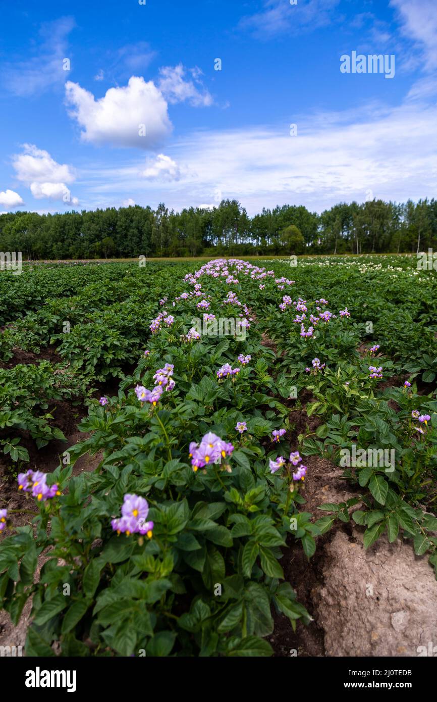 Purle leaf hi-res stock photography and images - Alamy