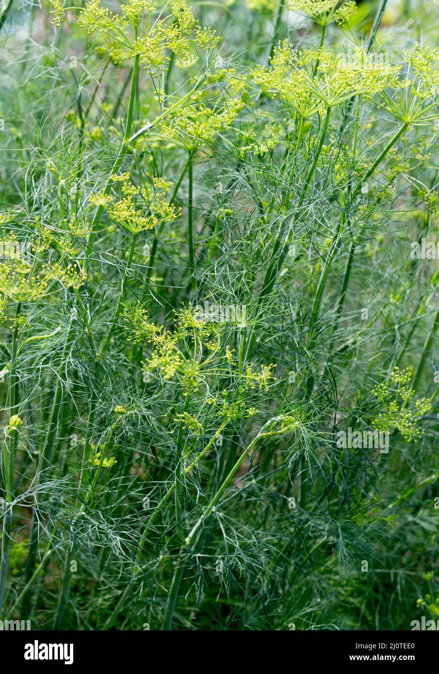 Dill plant in the garden. Dill flowering, bloomsl. Fennel leaves. Green ...