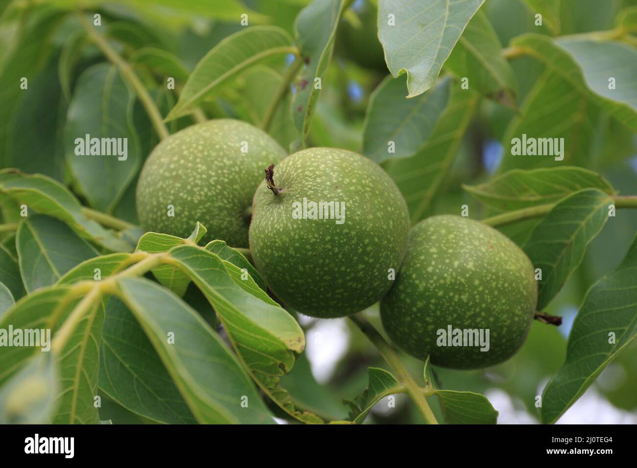 Walnut tree fruits hi-res stock photography and images - Alamy