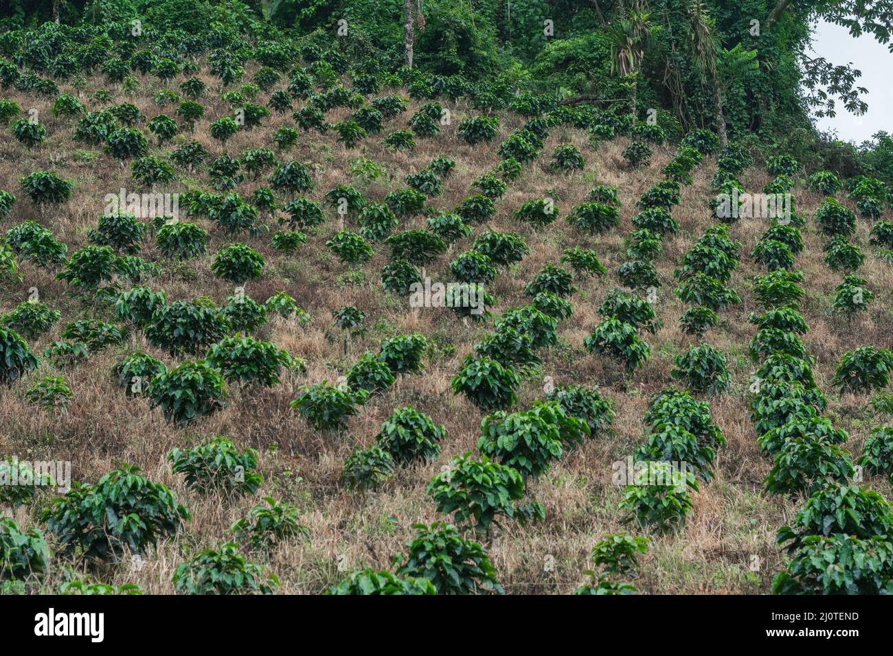 Coffee cultivation in the Colombian coffee-growing region. Coffee with ...
